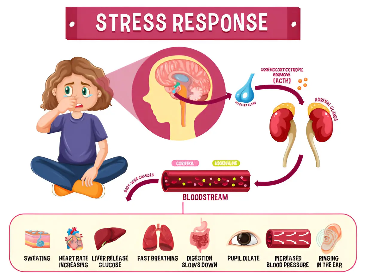 How Does Stress Affect Your Metabolism? Hormonal Imbalances Explained